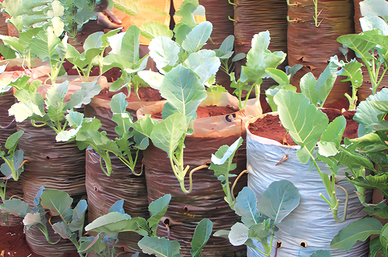 Innovative gardening project – Opiq